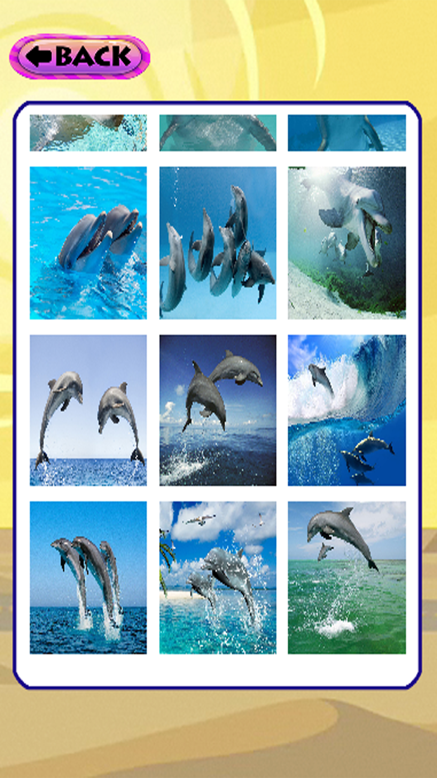 Dolphin Jigsaw Puzzles For Kids Learning