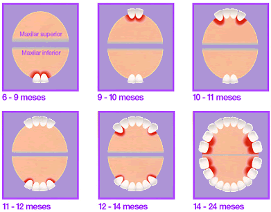 Embrio.bucodental: Erupcion de piezas dentales