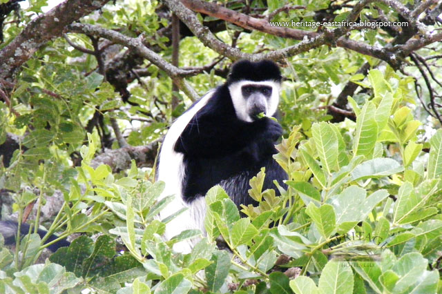 Lo'mon LeHeritage: Eastern Colobus Monkey, Impala & Warthogs At The Lodge