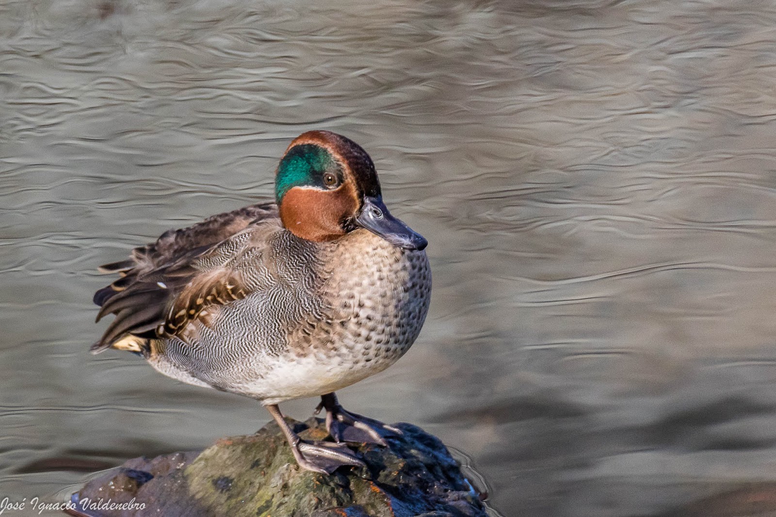 DocNatureBlog: La belleza y fotogenia del pato de superficie más ...
