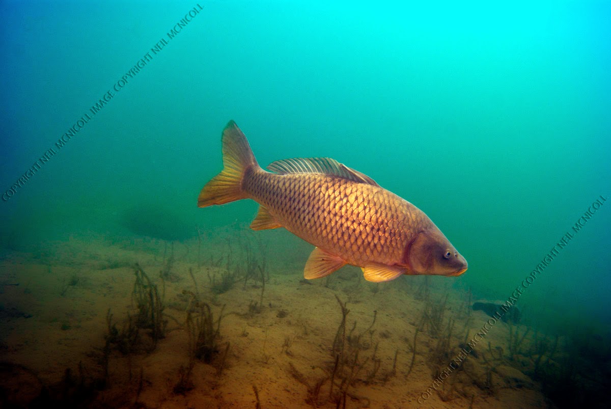 Freshwater Fish Photographs: Carp