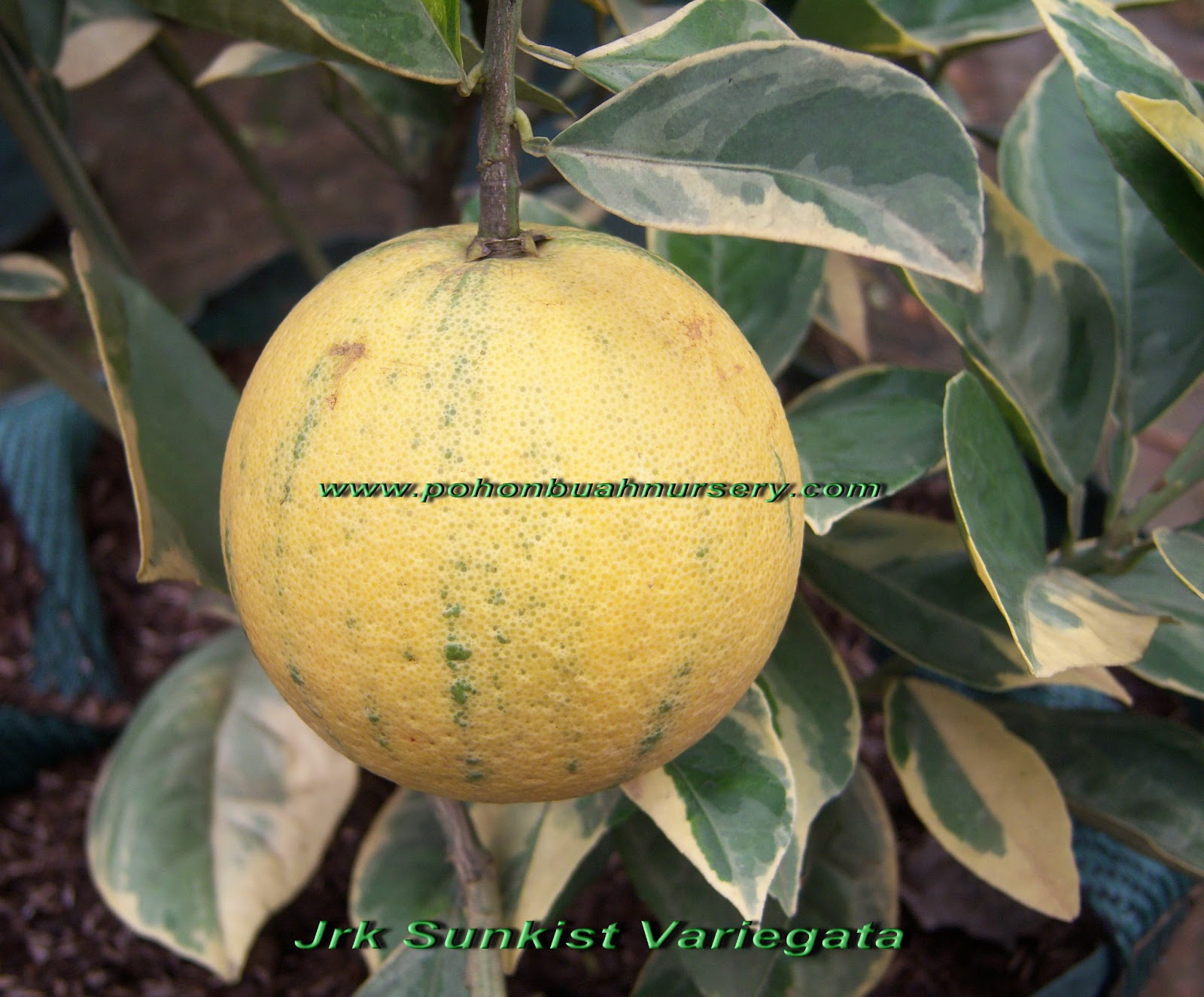 PBN: Jeruk Sunkist Variegata (Dom Kuning)