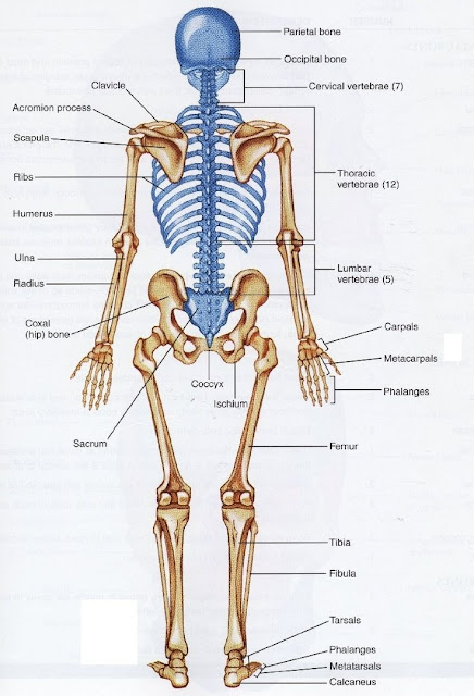 THE HUMAN SKELETON - PHYSIO STUDY