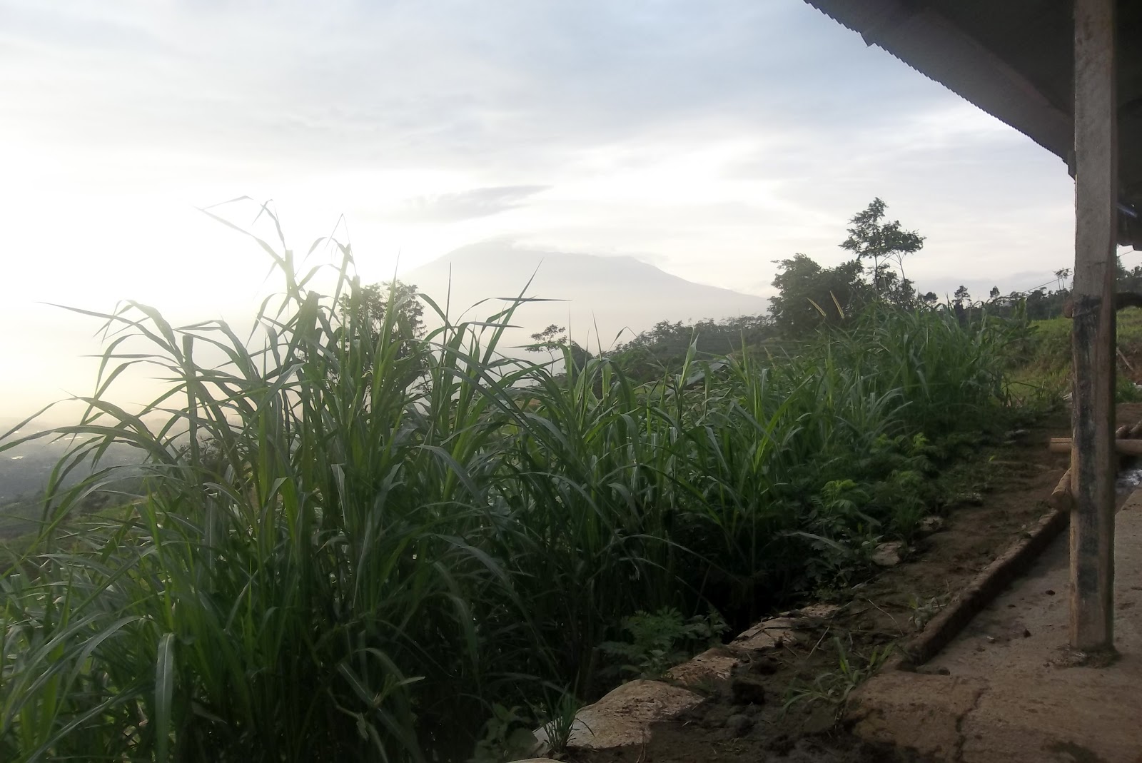 SAPI QURBAN 2015 TIMBANG HIDUP SEHAT & MURAH DI : RUMPUT GAJAH ...