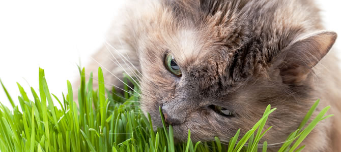 Animais Gatos Grama Gatinhos