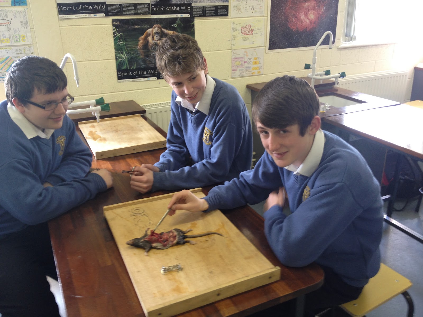 Magh Sci: JC - Rat Dissection
