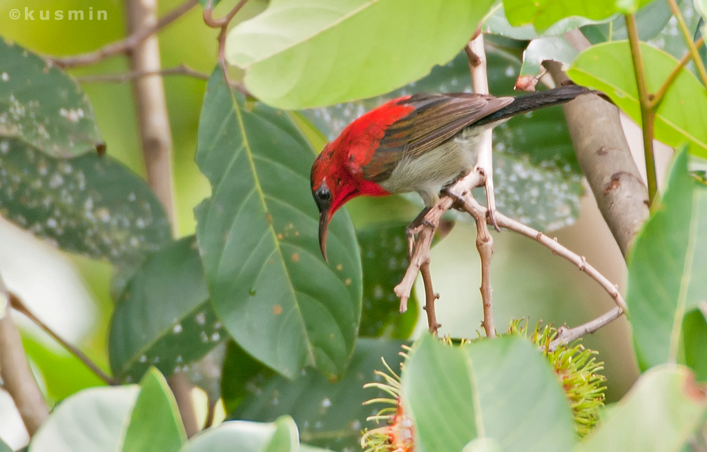punkbirdr.photo: Kaenkrachan (Thailand) + with Guide Paan