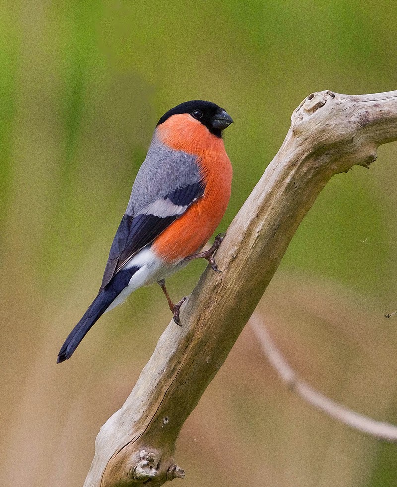 CAMBRIDGESHIRE BIRD CLUB GALLERY: Bullfinch