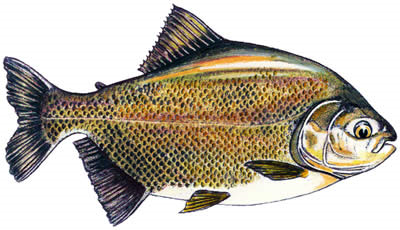 Pirapitinga - PESCA CERRADO