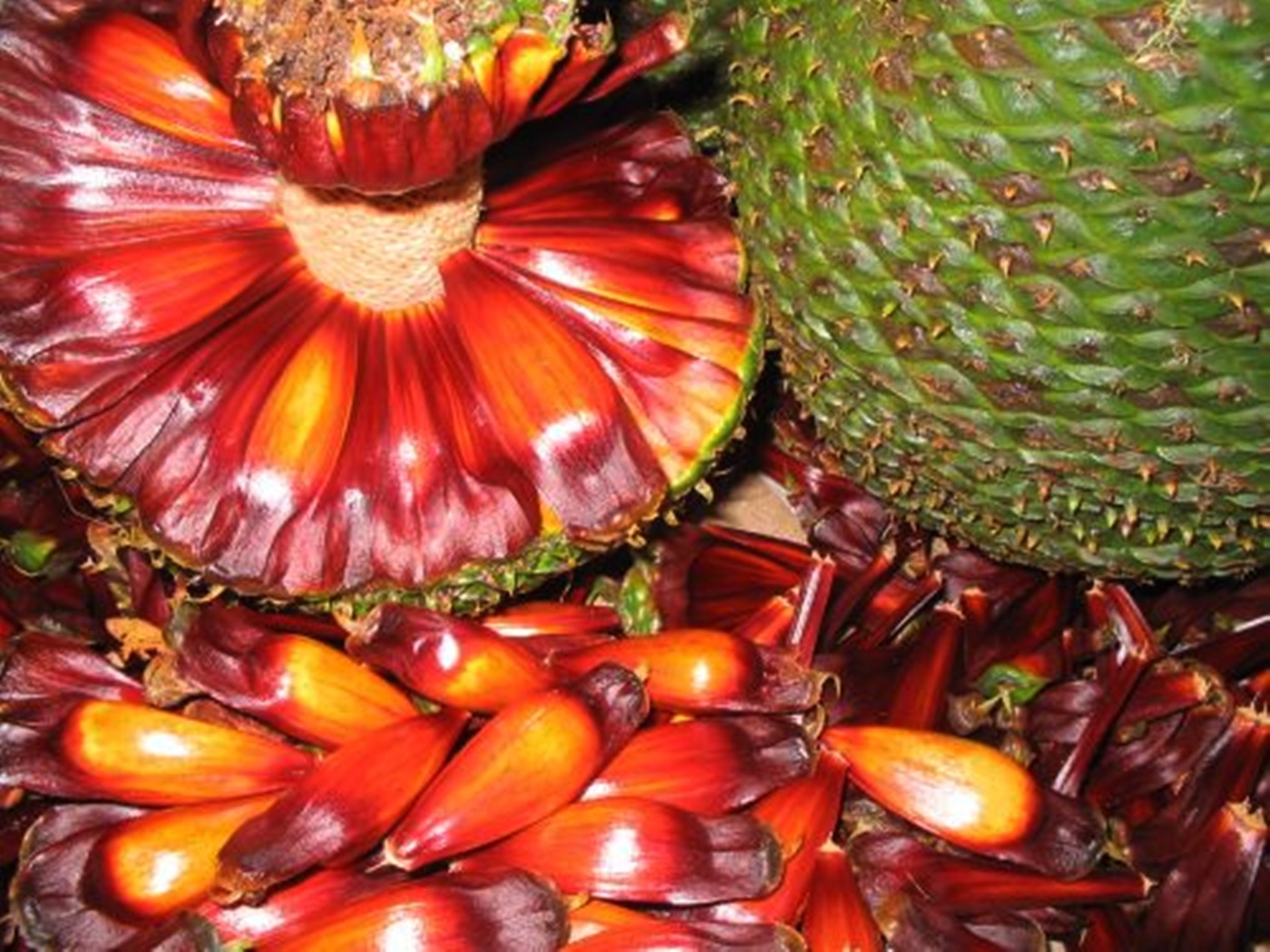 Blog do Edu Ambiental: Pinhão