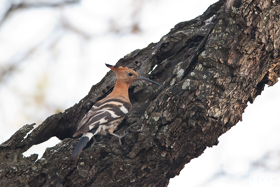 Foture: Savanni-vaenukägu, Upupa epops africana