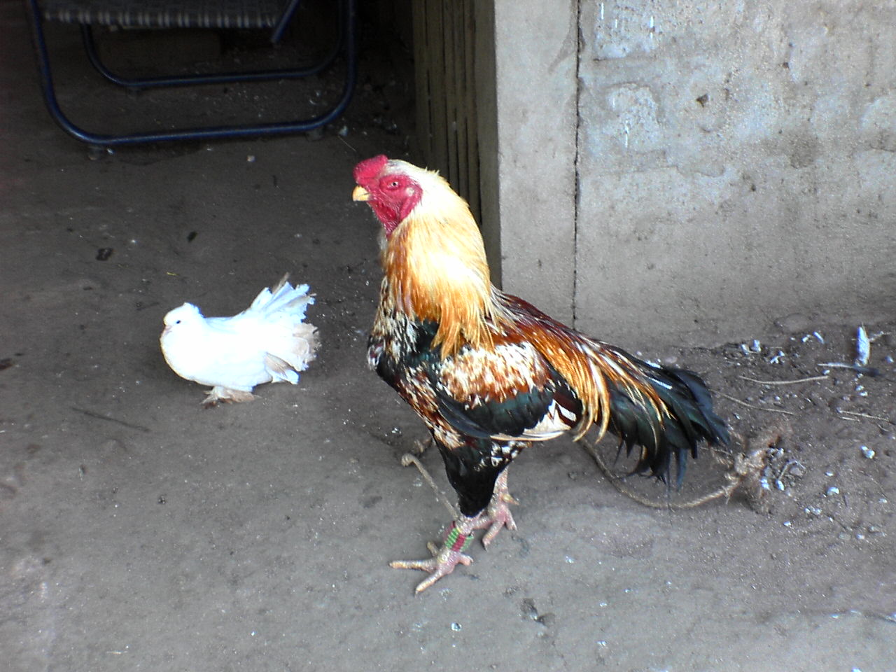 Fighting Rooster: Asil History