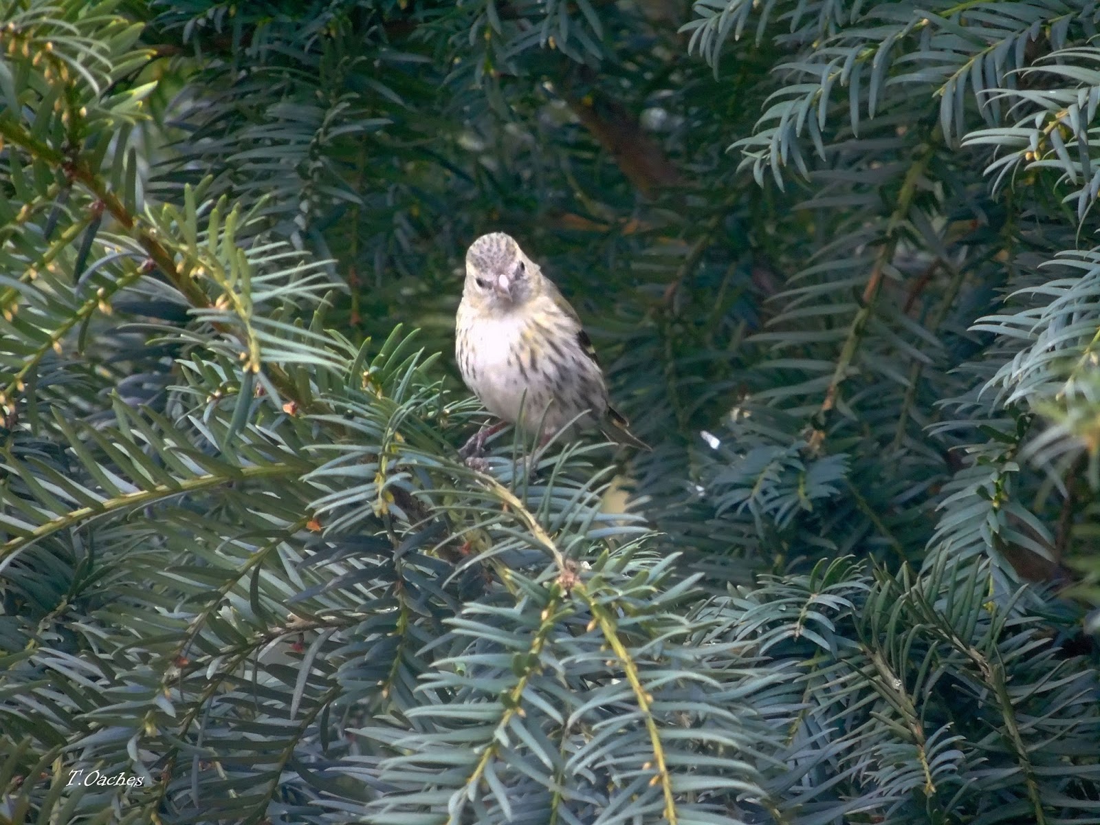 PASARI DIN ROMANIA: Scatiu