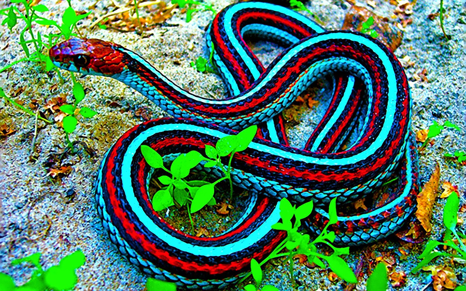 Snake wallpapers hd | Google HD images