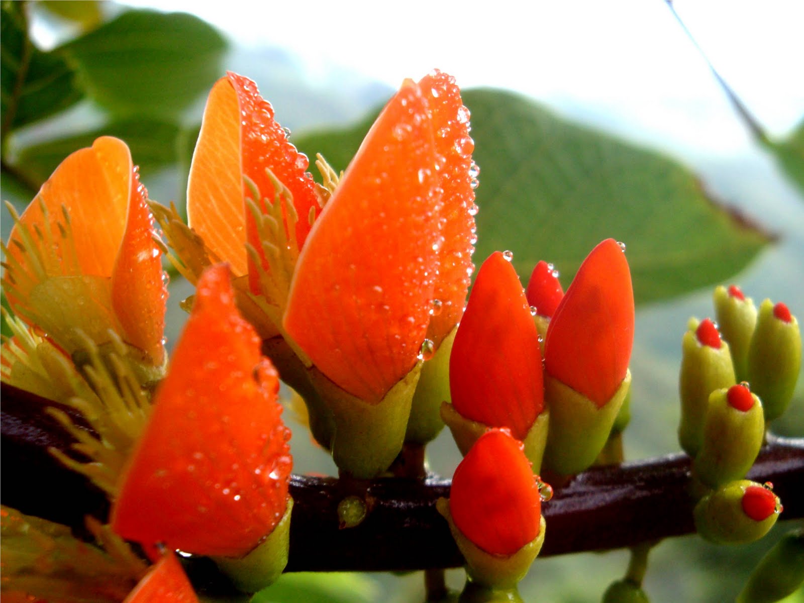 enfOque popular: LA FLOR DEL CHACHAFRUTO
