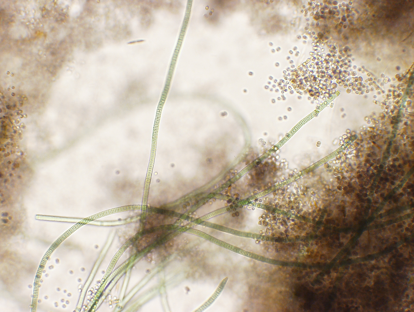 Two Years and Three Months of Cyanobacteria: Chapter 18. Cyanobacteria ...