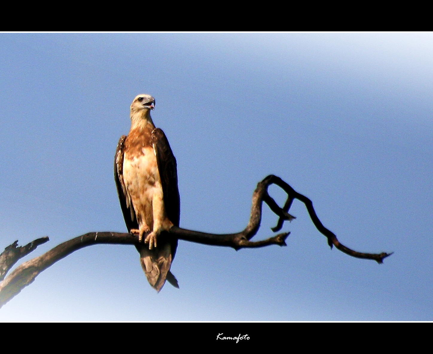 SOUTH EAST ASIA BIRDS - Malaysia birds paradise: Eagle
