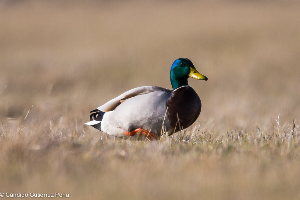 ANADE REAL - Anas Platyrhynchos | Observatorio de la Naturaleza