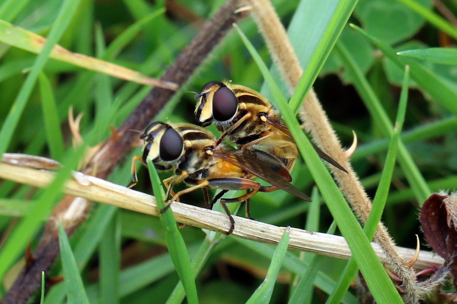 LA CIENCIA DE LA VIDA: 14 curiosidades de insectos enamorados [Especial ...