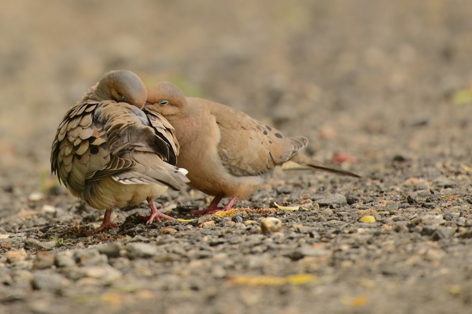 Back in the U.S.A.: Morning Doves Kissing With Their Eyes Closed