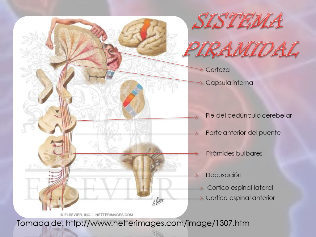 Neurofisiología: Sistema Piramidal