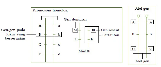 Sifat dan Fungsi Gen | Mikirbae.com