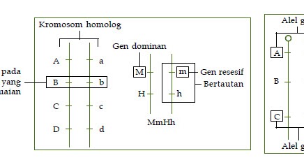Sifat dan Fungsi Gen