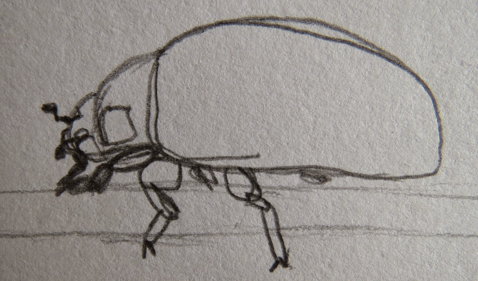 The Autistic Naturalist: How To Draw: Beetles