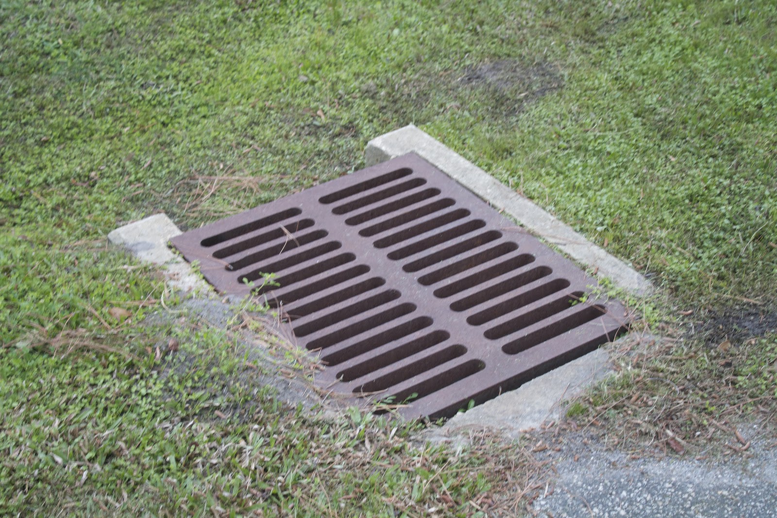 Nature urbaine / Urban Nature: Plants and Stormwater - Cleaning Urban ...