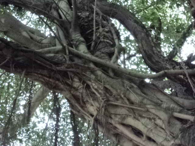 Mato & Cia: Morfologia externa de Raizes