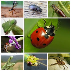 Plante de gradina, perene, fuchsia, condimente, suculente: Toate ...