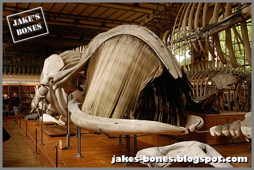 The monkfish skull and my new fish skull : Jake's Bones