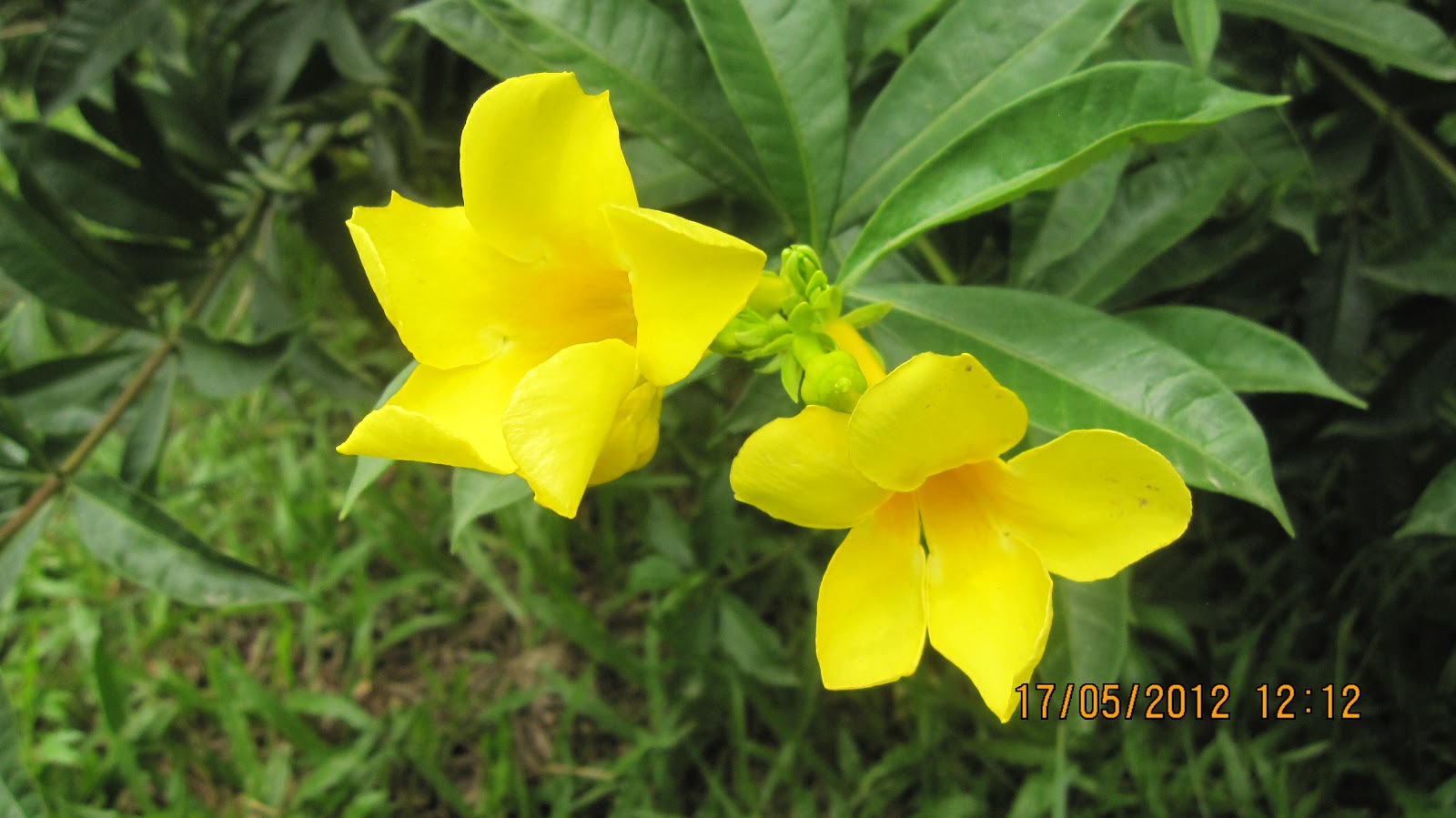 FLORICULTURE: Perennial Seasonal Flowers