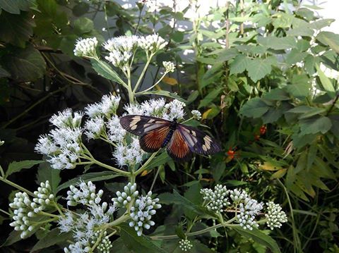 Plantas Nativas de Buenos Aires y alrededores: PLANTAS NATIVAS ...