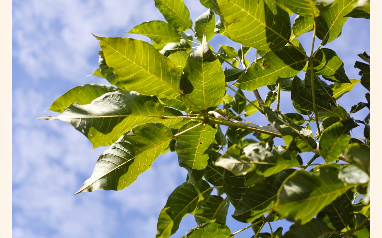 Lenin Cardozo - Entrevistas / Artículos / Videos: Roble de Sabana ...