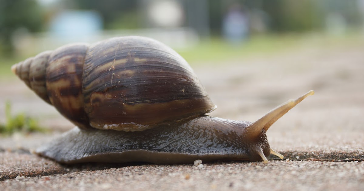 The Big Wobble : Rat lungworm brain-invading parasite has had only two ...
