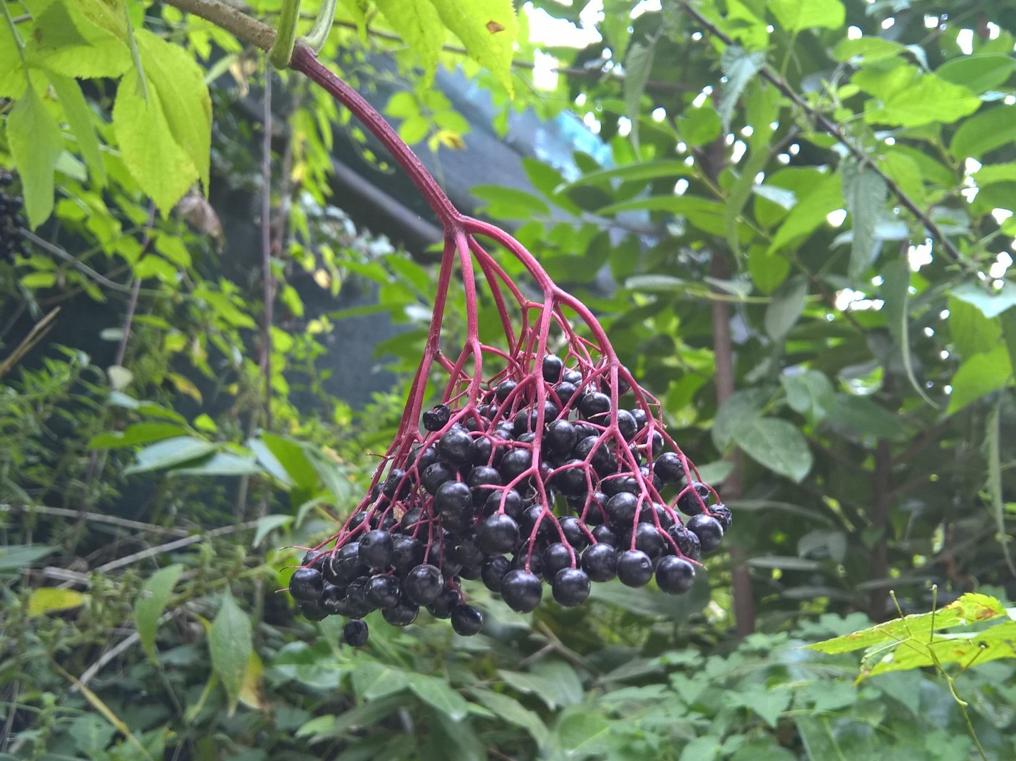 Coltivazione del Sambuco (Sambucus nigra), Dove Cresce? | Il Gusto ...
