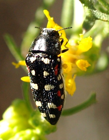 Arizona: Beetles, Bugs, Birds and more: Longhorn and Jewel Beetles at ...