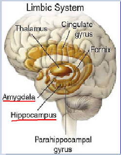 Gyrus Parahippocampal; cinquieme circonvolution temporale ...