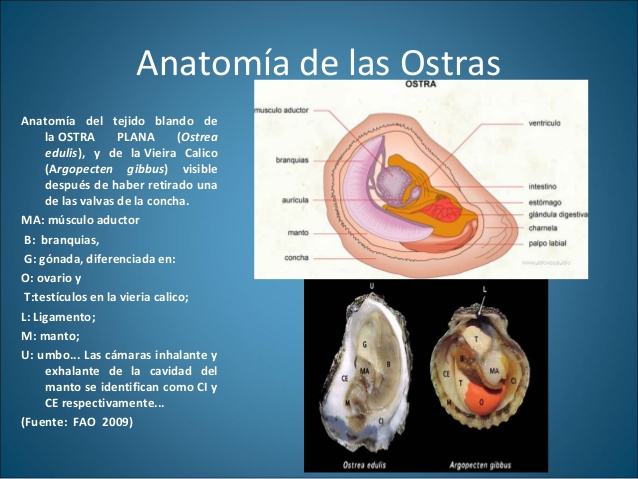 Artes de Pesca: MOLUSCOS BIVALVOS