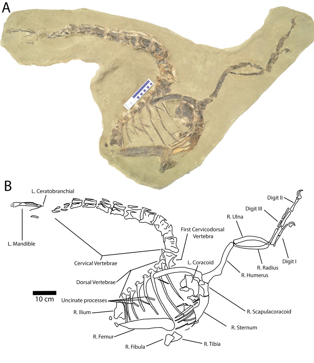 Species New to Science: [Paleontology • 2016] Apatoraptor pennatus • A ...
