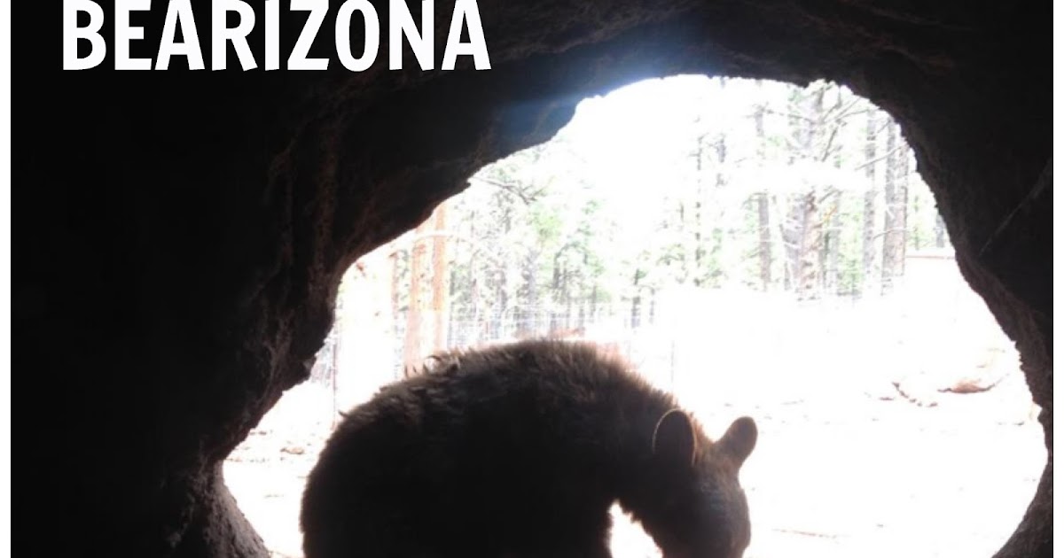 Arizona Families: Bearizona- More than Bears!