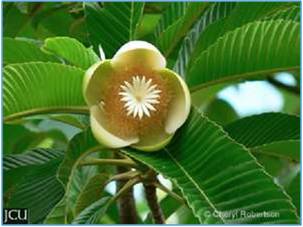 All About Science: SIMPUR (Brunei's National Flower) Story