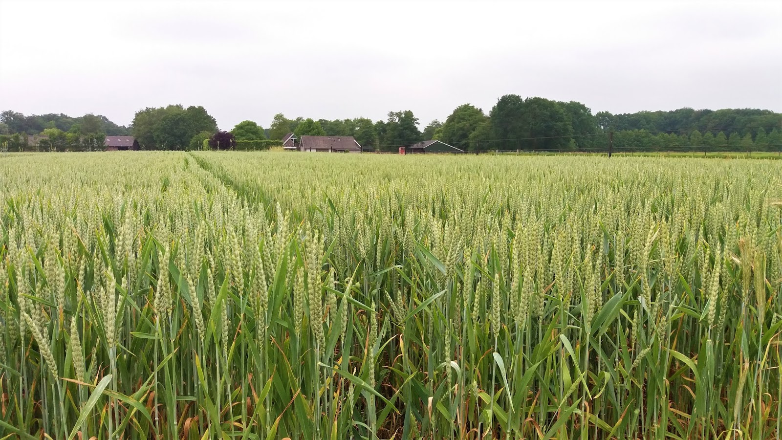 Annemieke Wandelt: 4 juni 2018 - klompenpad KopermolenPad