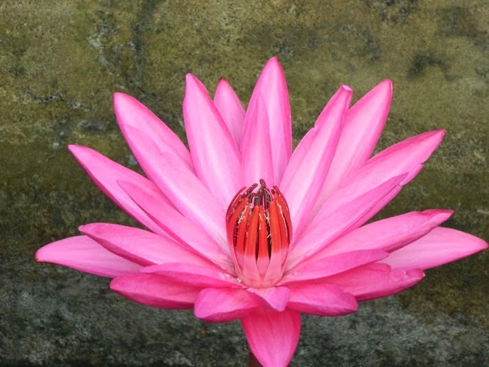 Amar Bagan Sonarpur: Water Plants