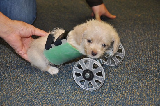Tumbles, el perrito que nació sin sus patas delanteras pero no deja que ...