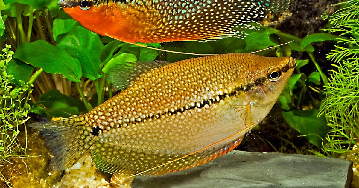 Mania de Aquário: Tricogáster (Trichogaster sp.)