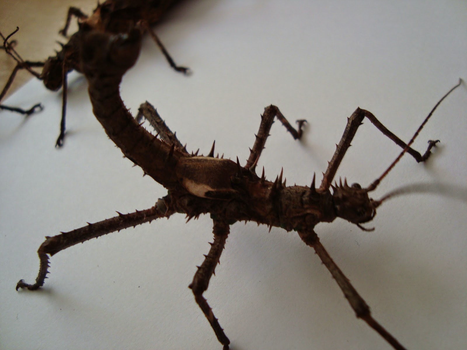 Patyczakowo - świat pełen owadów: Chrząszcze i straszyki - fotki