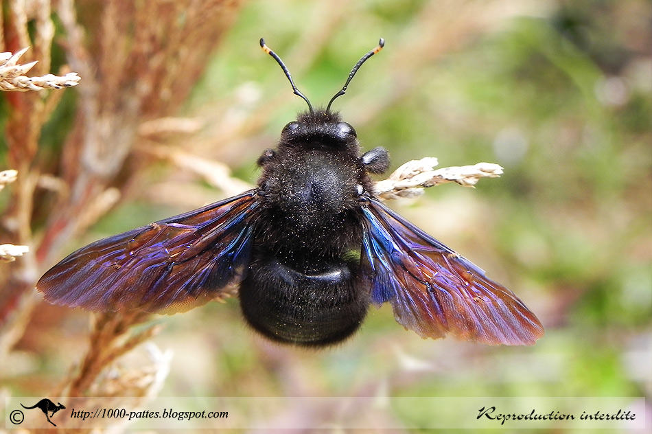 WILDLIFE GATEWAY: Xylocope violacé
