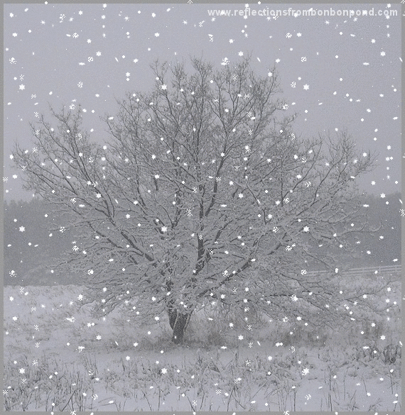 Reflections from Bon Bon Pond: Early Xmas Gift!